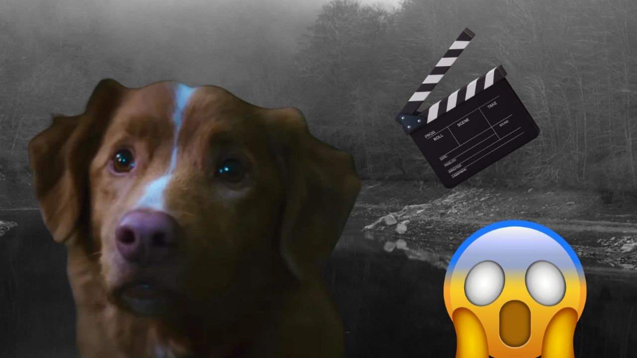 Good Boy: Esto es lo que revela el primer adelanto de la película de ...